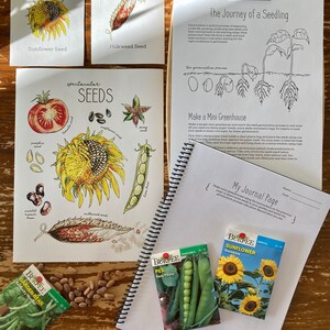 UPDATED - Life Cycle of a Seed Nature Journaling Pack - Homeschool ...