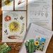 UPDATED - Life Cycle of a Seed Nature Journaling Pack - Homeschool ...