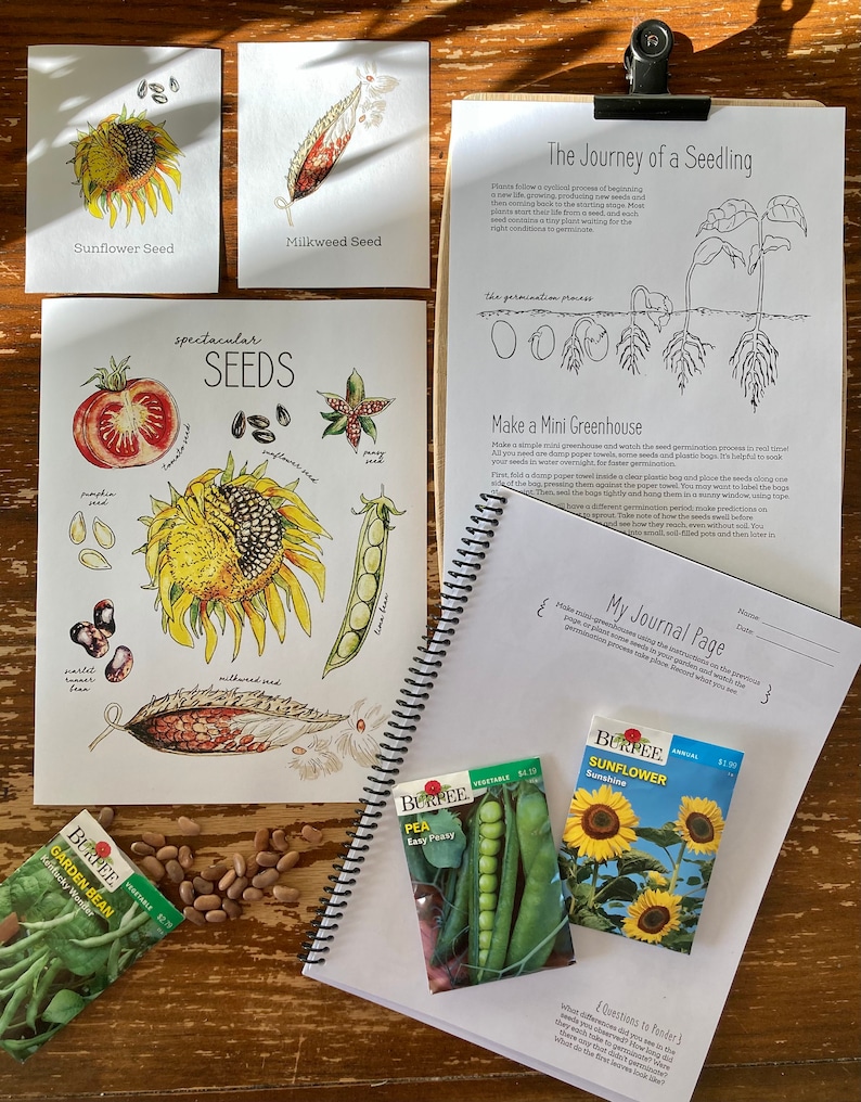 UPDATED - Life Cycle of a Seed Nature Journaling Pack - Homeschool ...