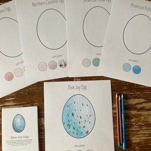 North American Backyard Bird Eggs Unit, Charlotte Mason Nature Study - Etsy