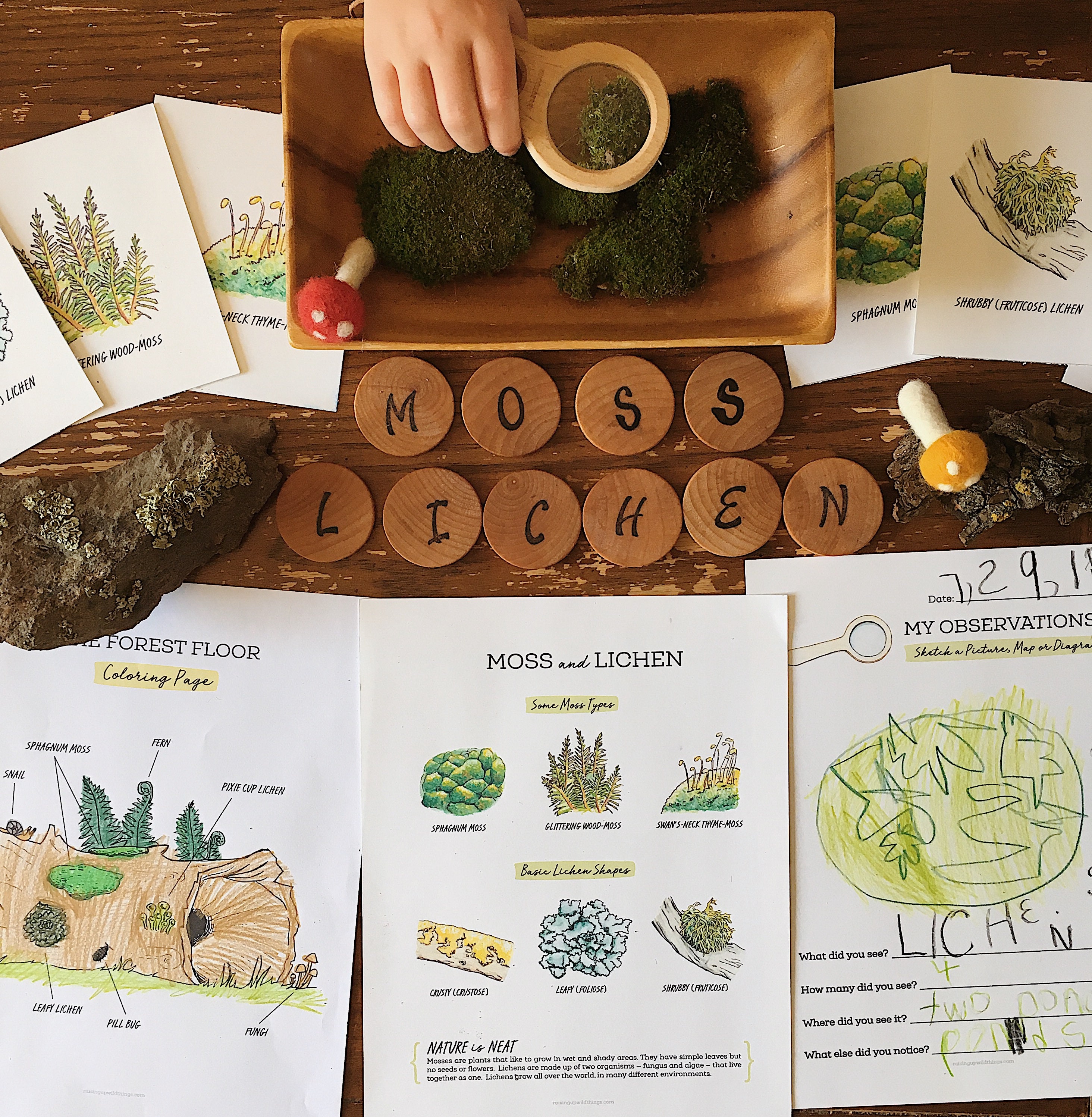 THE FOREST Nature Journal Charlotte Mason Homeschool - Etsy