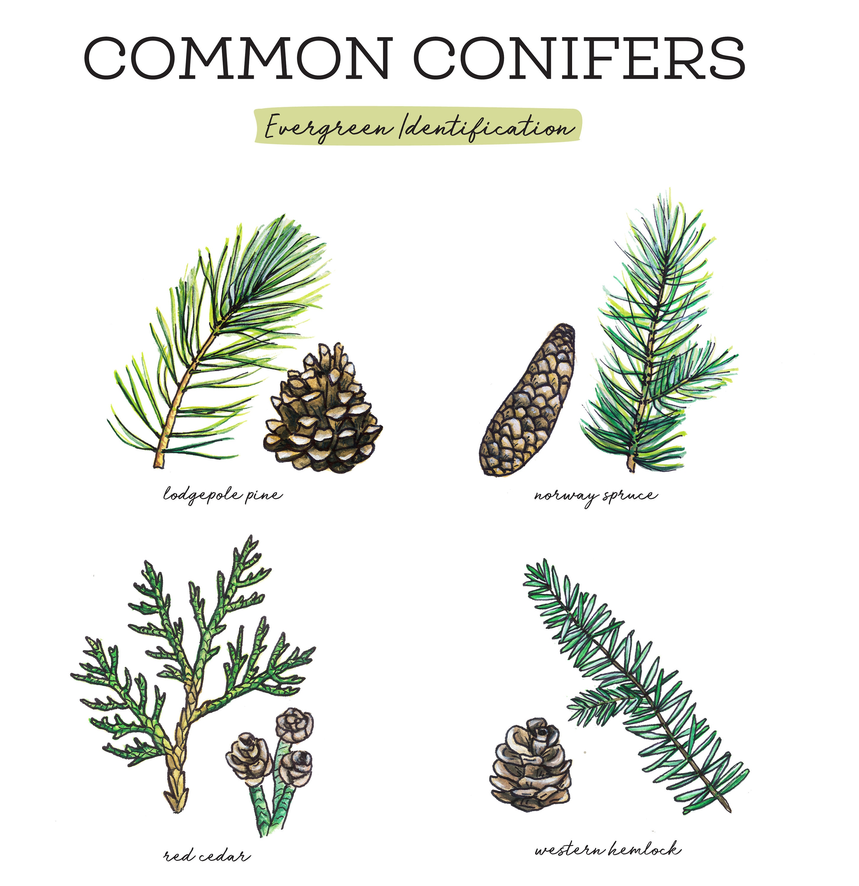 Conifers Nature Journaling Pack Homeschool Printable Nature - Etsy Canada