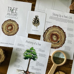 Tree Nature Study BUNDLE - Charlotte Mason, Unit Study - Etsy