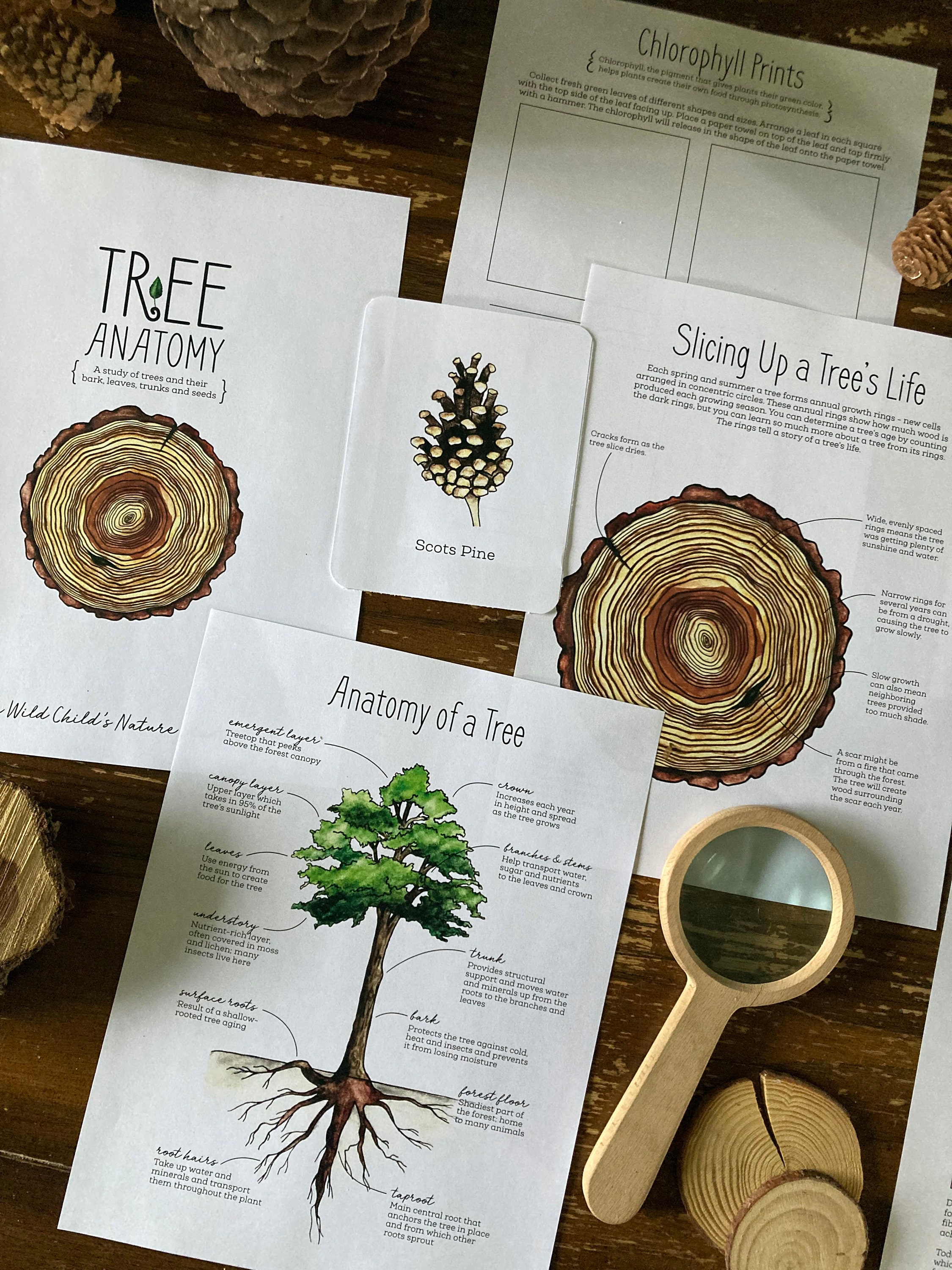 Tree Nature Study BUNDLE - Charlotte Mason, Unit Study - Etsy