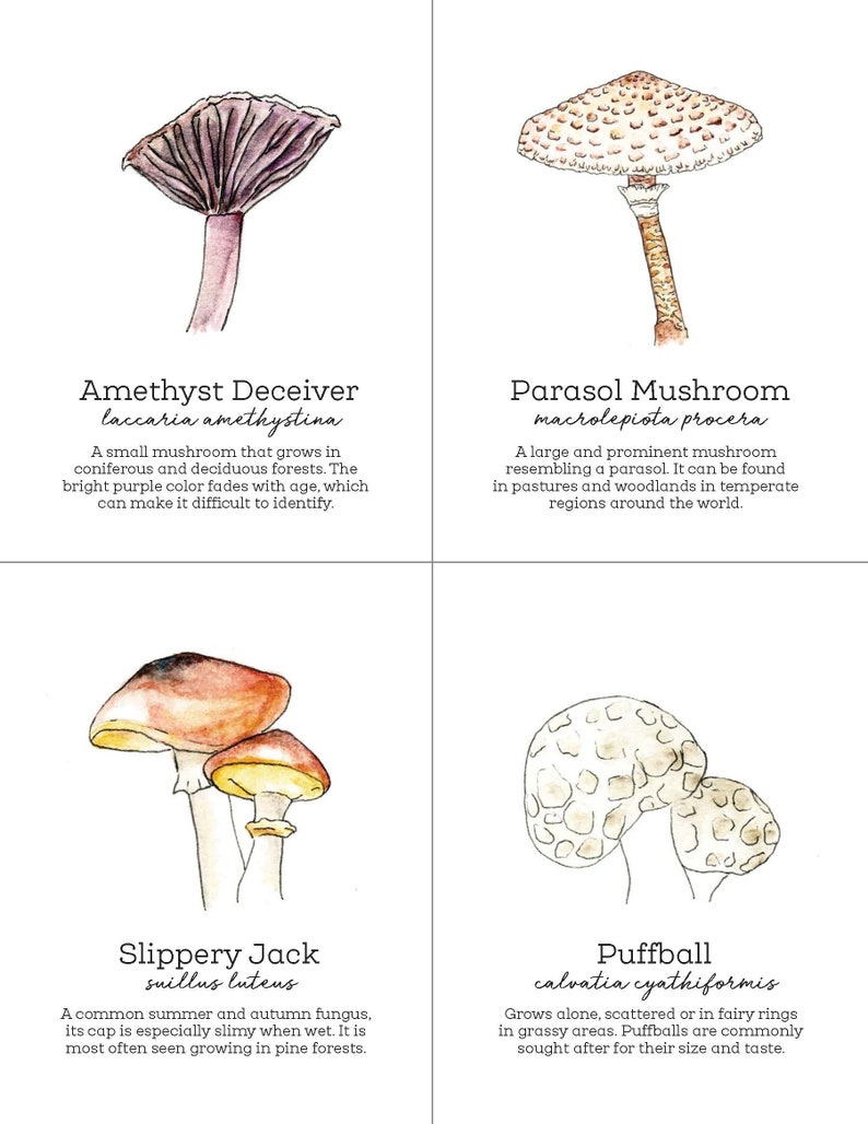 Fall Fungi Nature Journaling Mini Pack - Charlotte Mason, Homeschool ...