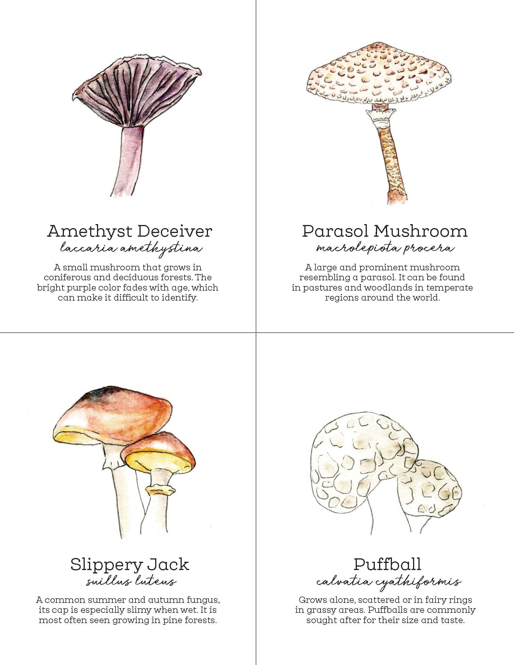 Fall Fungi Nature Journaling Mini Pack Charlotte Mason - Etsy
