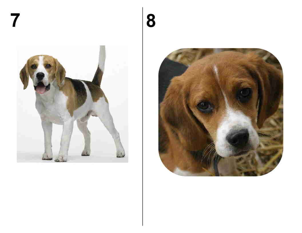 60 BEAGLE DOG Return Address Labels....free Shipping - Etsy