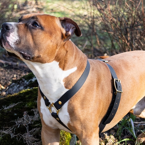 BIOTHANE DOG HARNESS Large Breeds Training Harness Biothane - Etsy