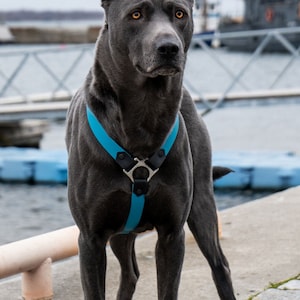 Biothane Dog Harness, Waterproof Low Maintenance Stink Free Harness ...