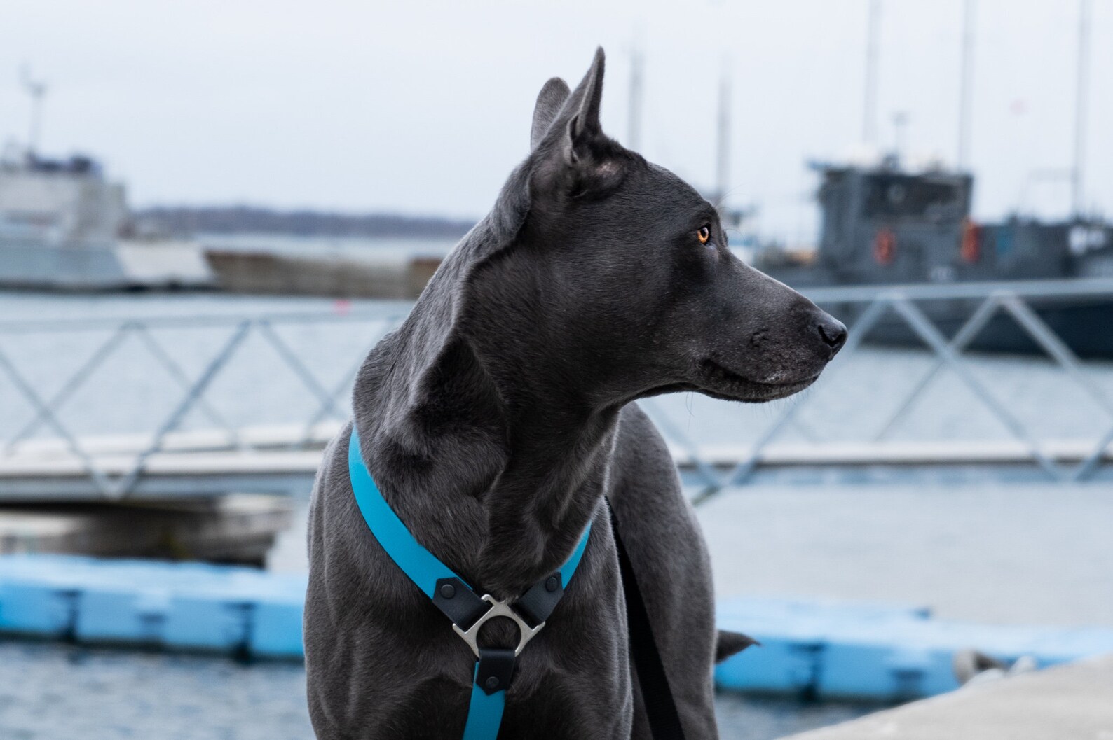 Biothane Dog Harness Waterproof Low Maintenance Stink Free - Etsy