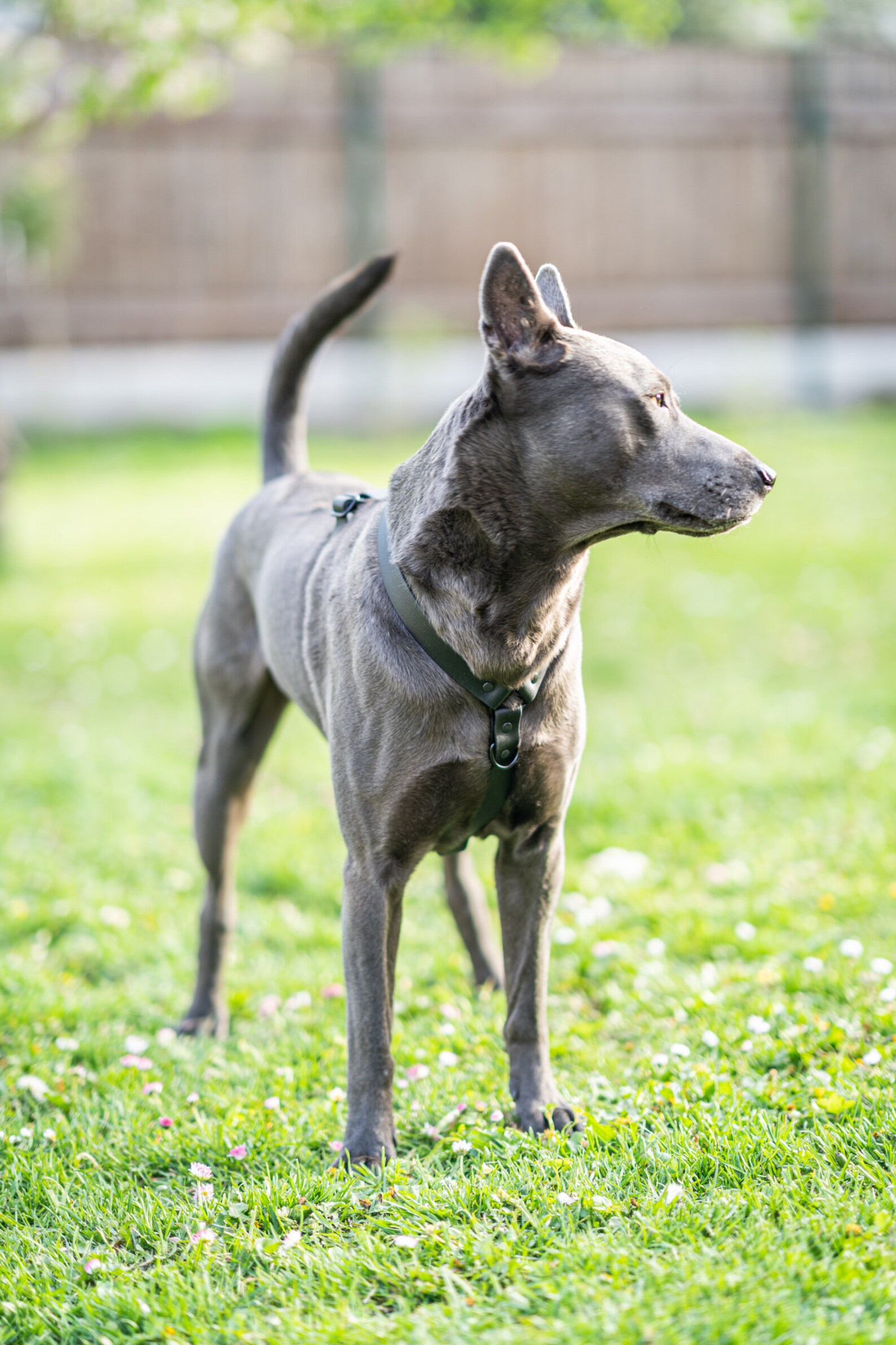 Biothane Dog Harness Blacky / Waterproof Quick Release Large - Etsy