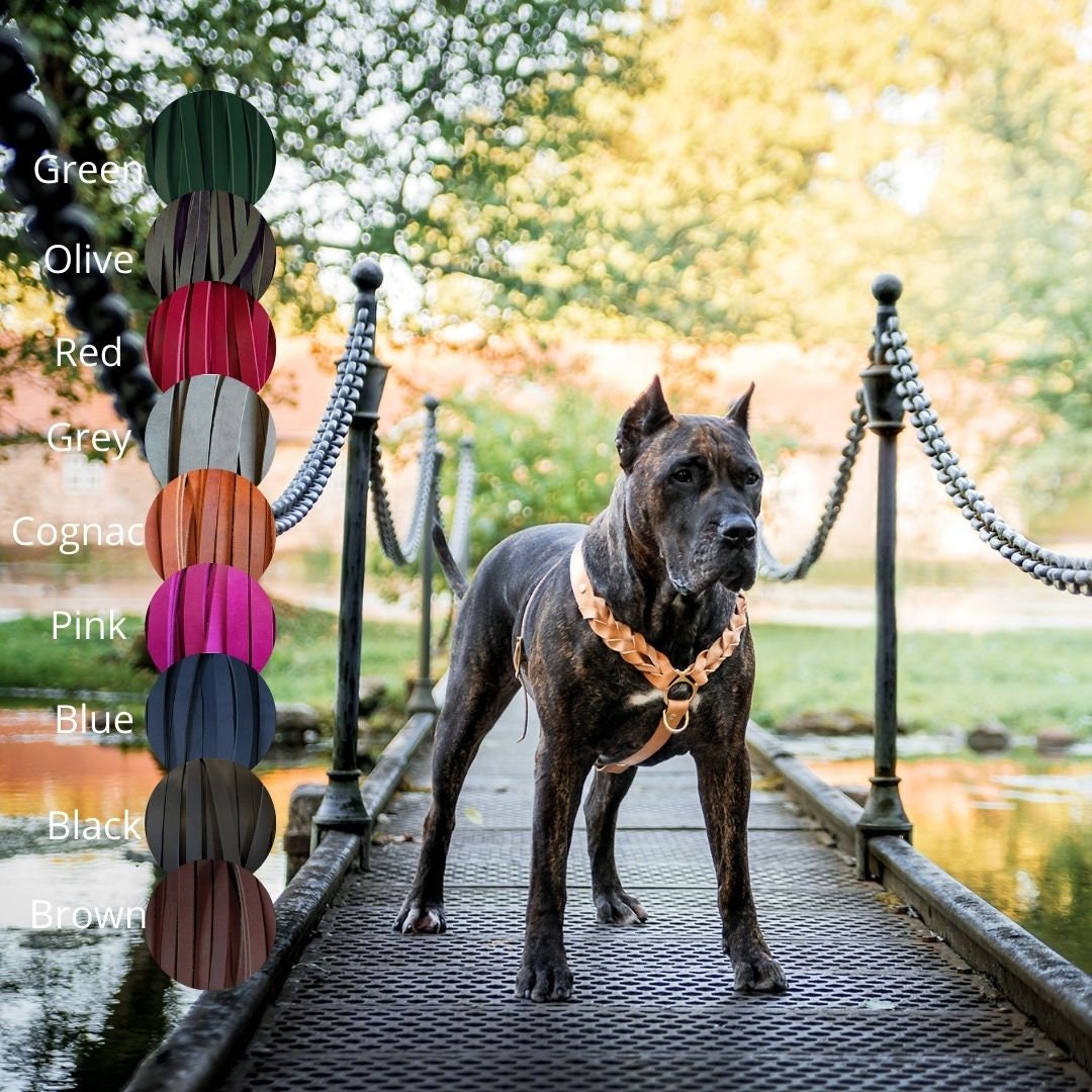 Dog Harness Genuine Vegetable Tanned Leather, Luna, Dogo Canario, Thai ...