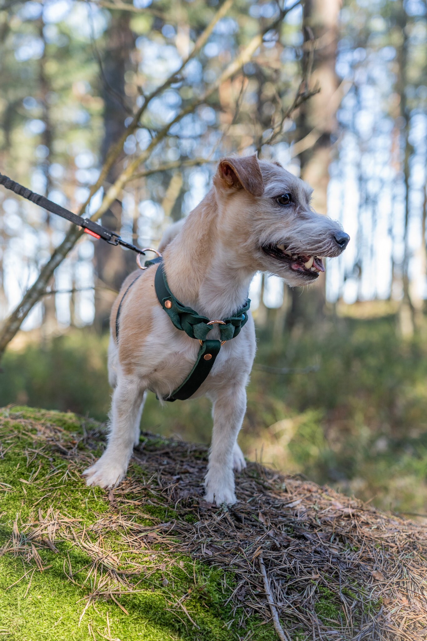 Dogily Small Dog Harness Green Genuine Vegetable Tanned | Etsy
