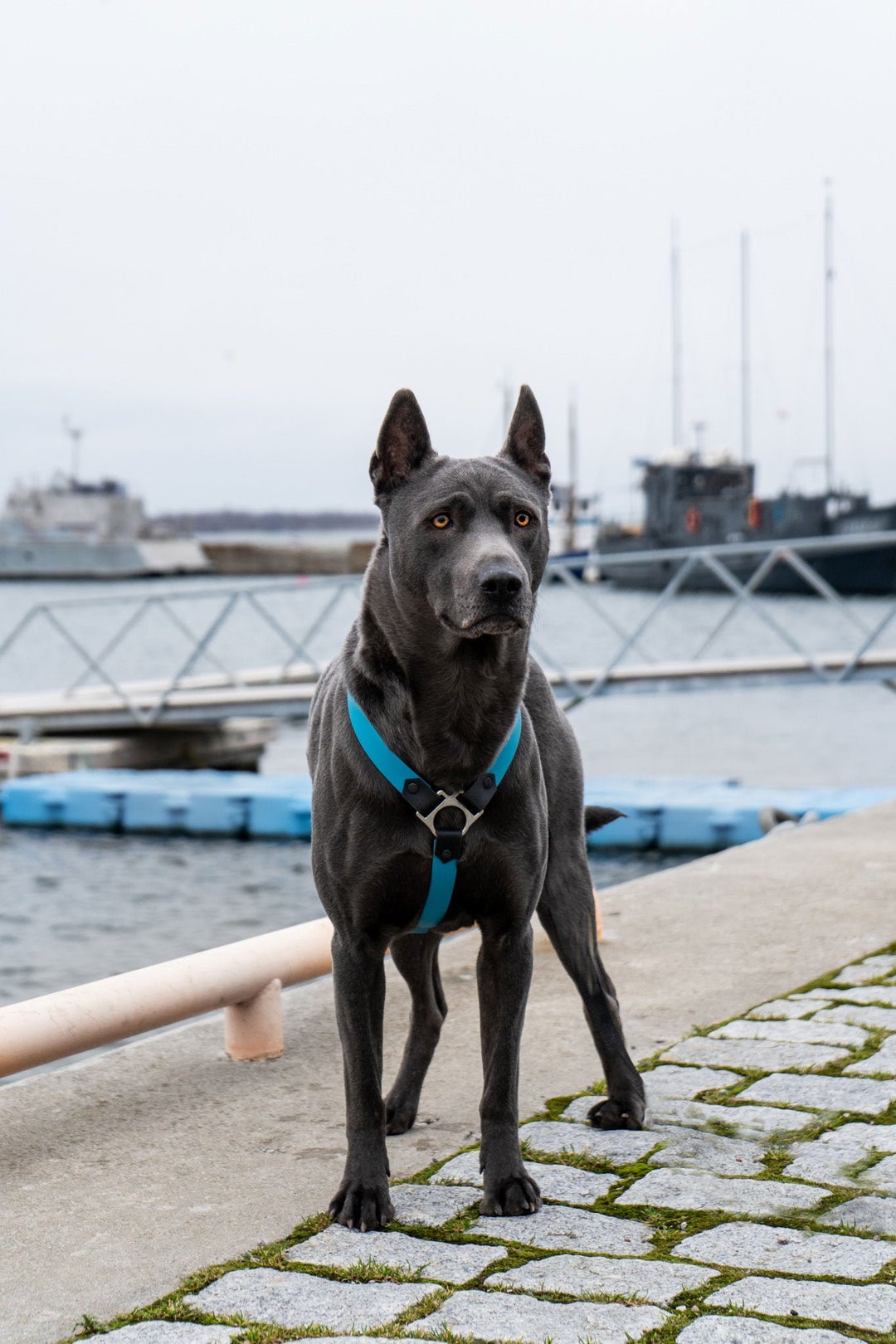 Biothane Dog Harness, Waterproof Low Maintenance Stink Free Harness ...