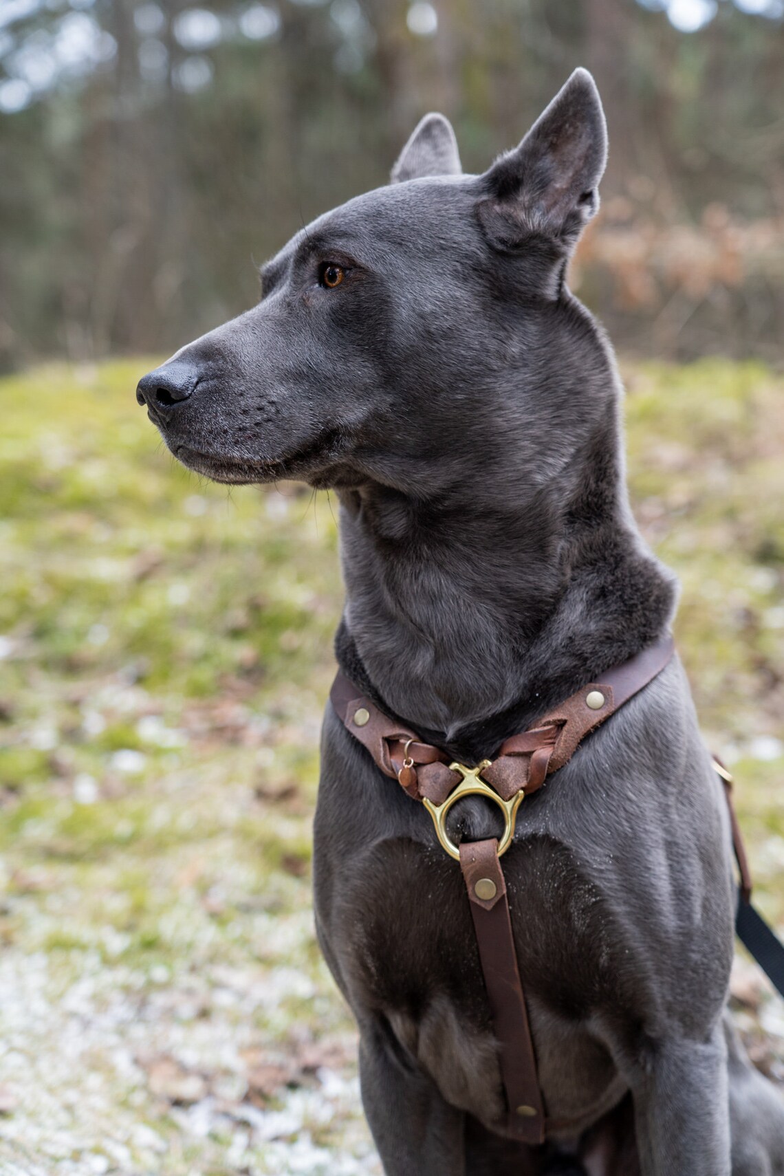 Grease Leather Dog Harness BEAR Brown Soft Genuine Vegetable - Etsy