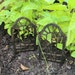 Dollhouse Miniature Trellis (2pc) - Dollhouse Miniatures, Fairy Garden ...
