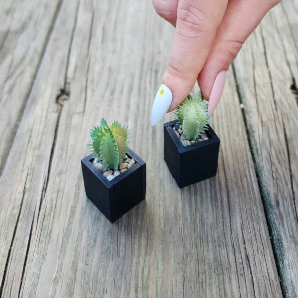 Miniature Cactus - Etsy