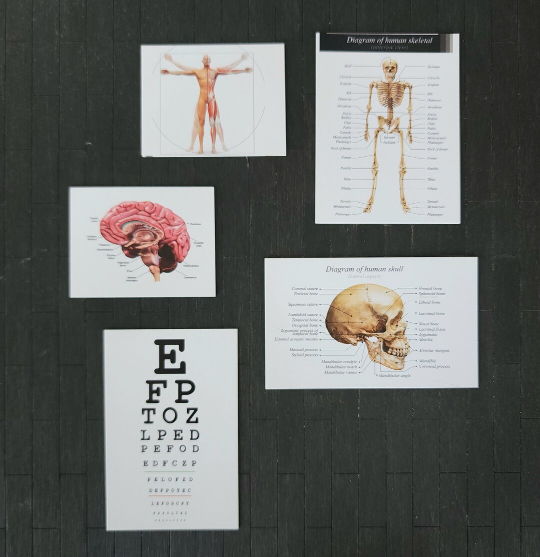 Miniature Medical Study Posters (5pc)- Dollhouse, Miniatures 1:12 ...