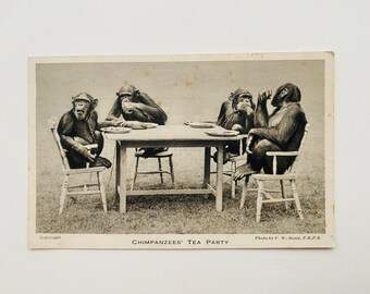 Chimpanzee Postcard - Etsy