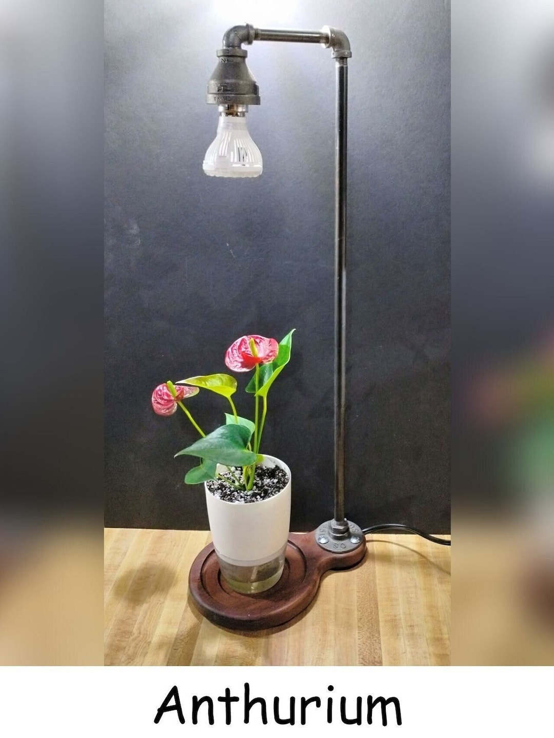 Desk Plant Lamp or Table Plant Lamp for House Plants. Plant Grow Lamp ...