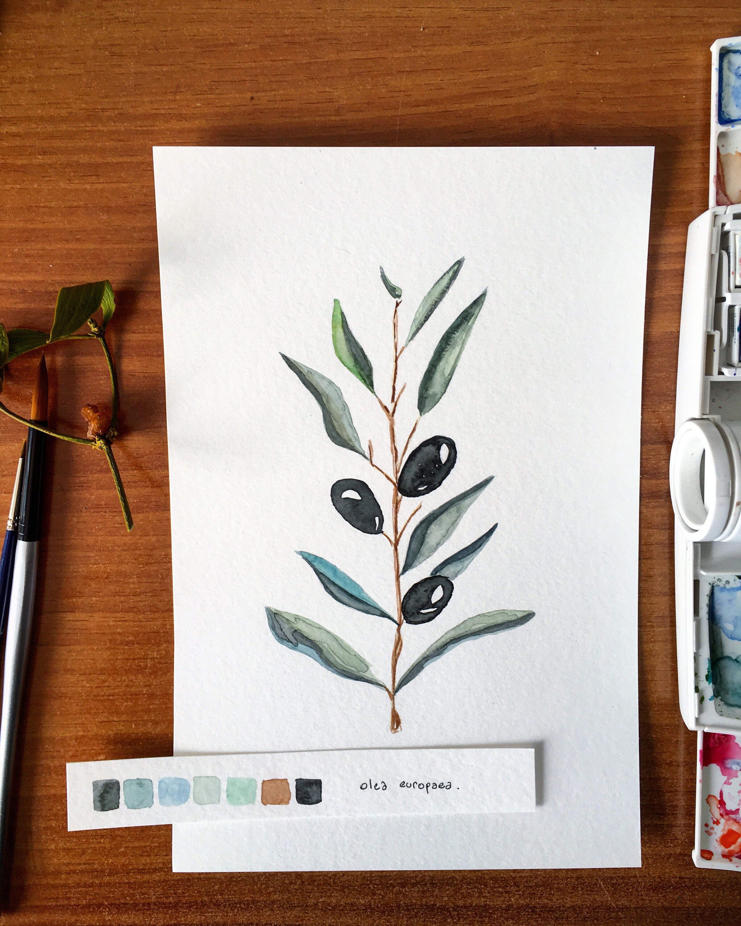 Olive Original Watercolor ,botanical Illustration, Olive Leaves ...