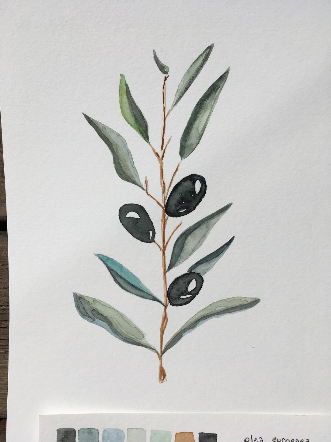 Olive Original Watercolor ,botanical Illustration, Olive Leaves ...