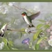 Hummingbirds Wallpaper Border Htm48532b - Etsy