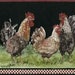 Roosters & Hens Wallpaper Border Ch49073b | Etsy