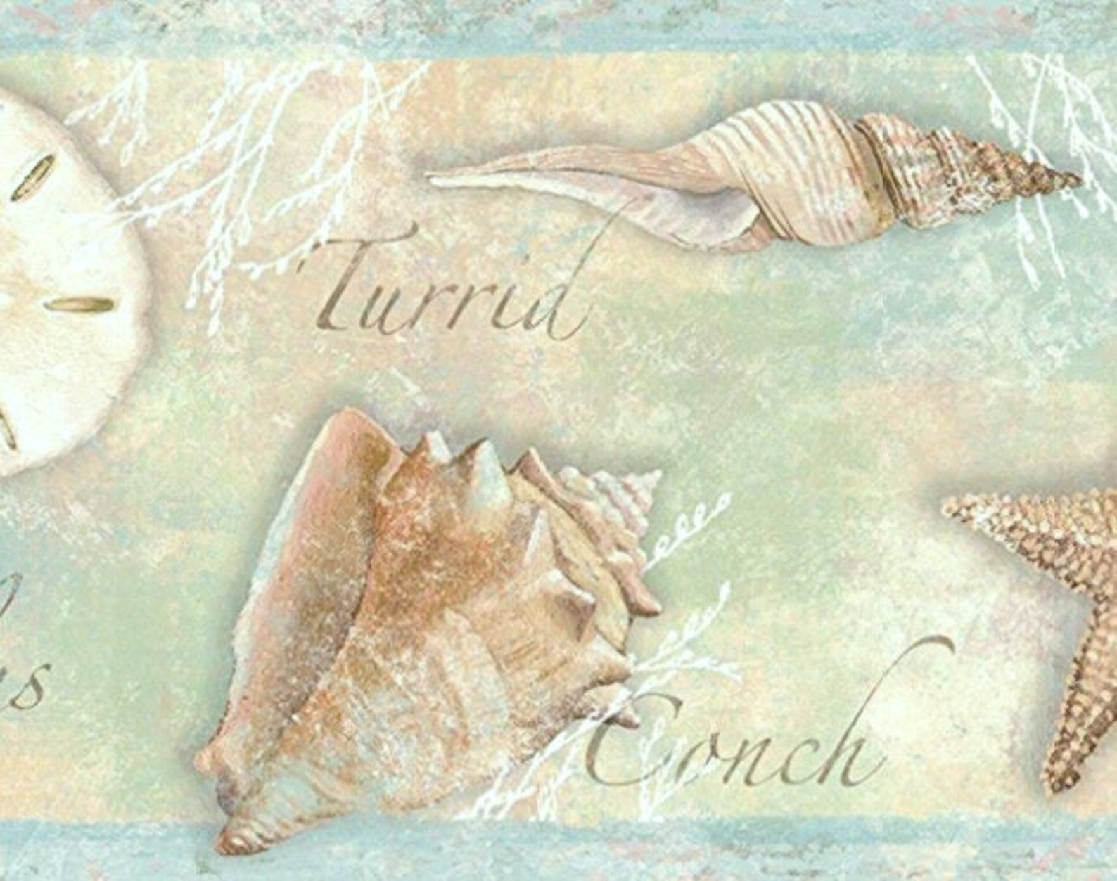 Seashells Wallpaper Border Ct46051b - Etsy