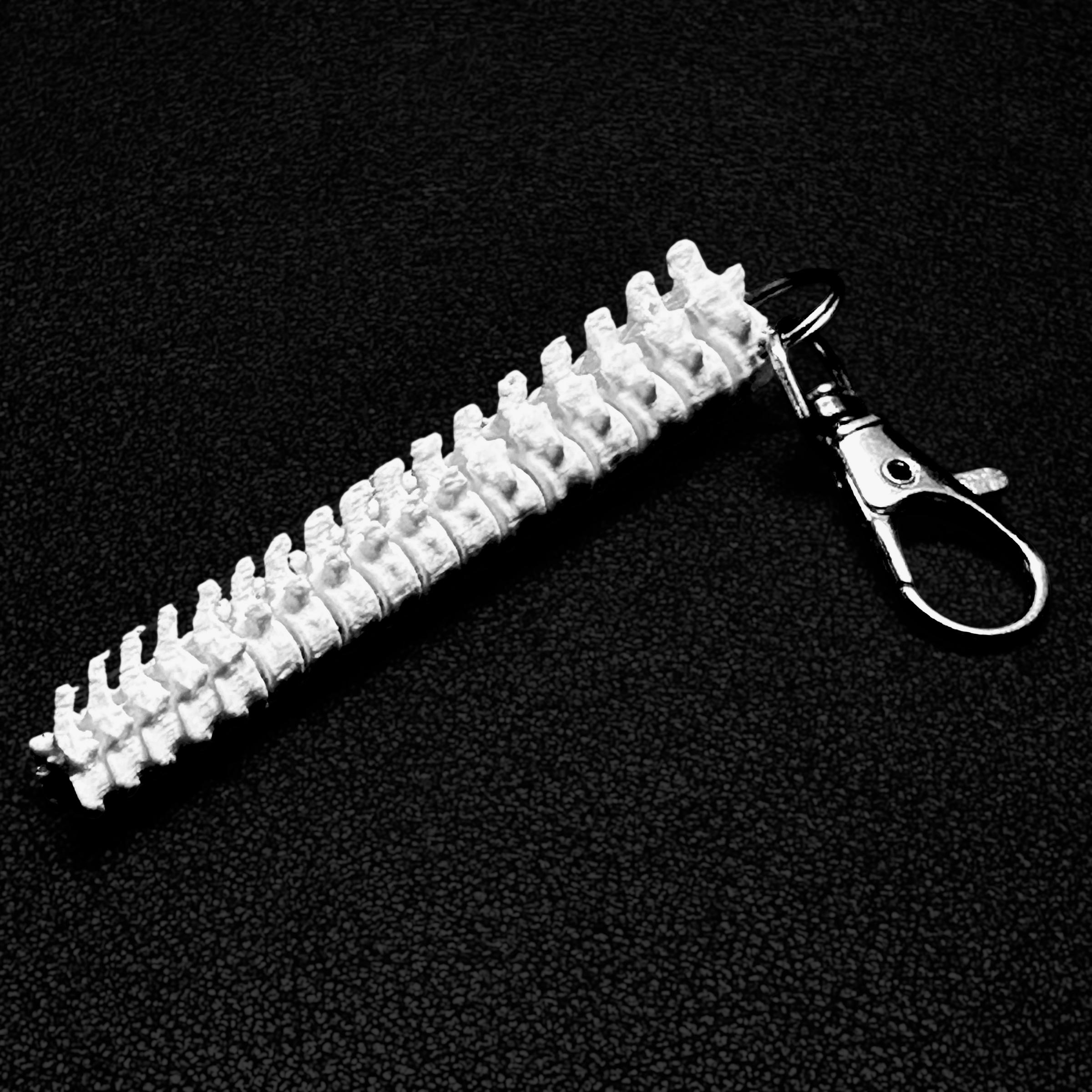 Spine Keychain Anatomical Vertebrae Model for Chiropractors, Medical ...