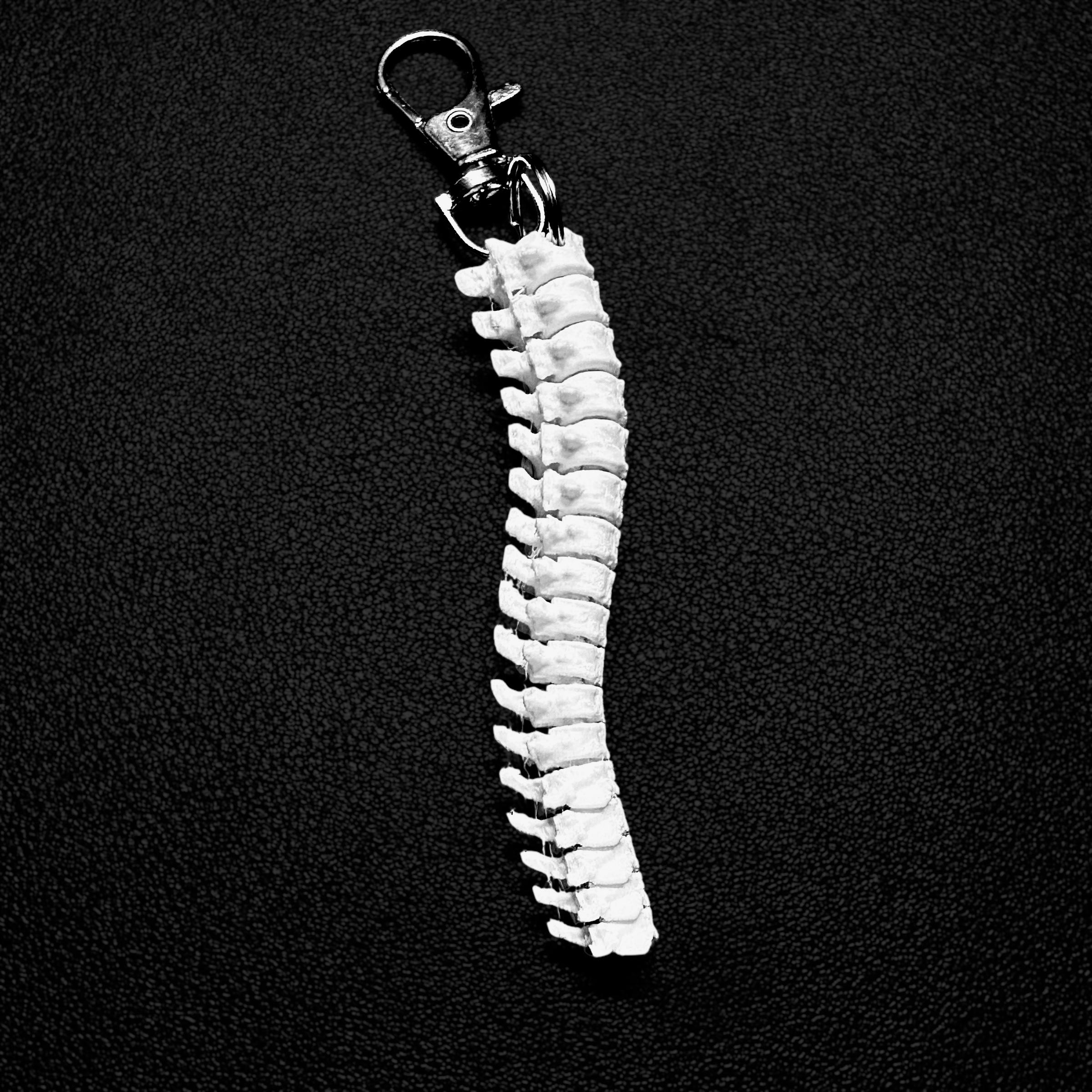 Spine Keychain Anatomical Vertebrae Model for Chiropractors, Medical ...