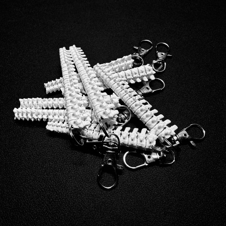 Spine Keychain Anatomical Vertebrae Model for Chiropractors, Medical ...