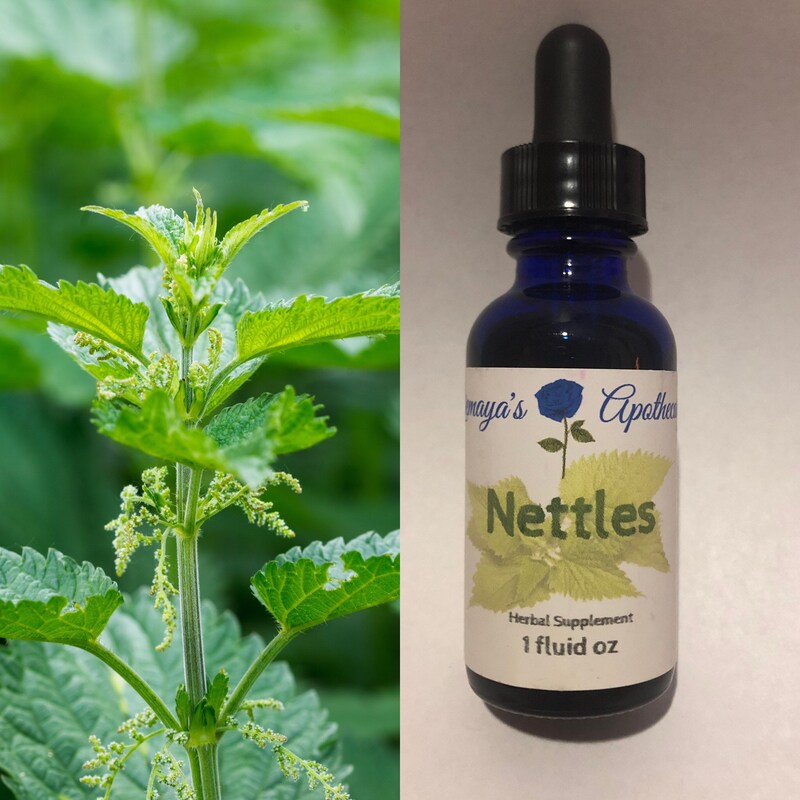 Stinging Nettle - Etsy
