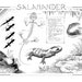 Salamander Print - Etsy