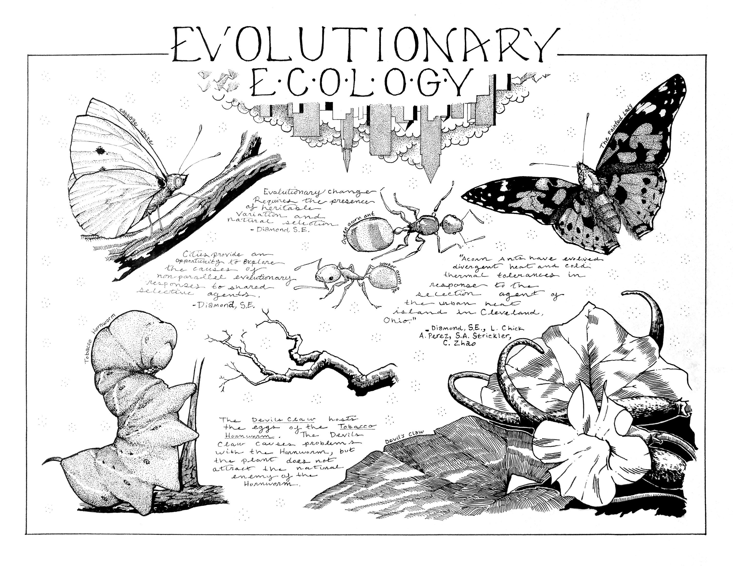 Evolutionary Ecology Illustration Print - Etsy