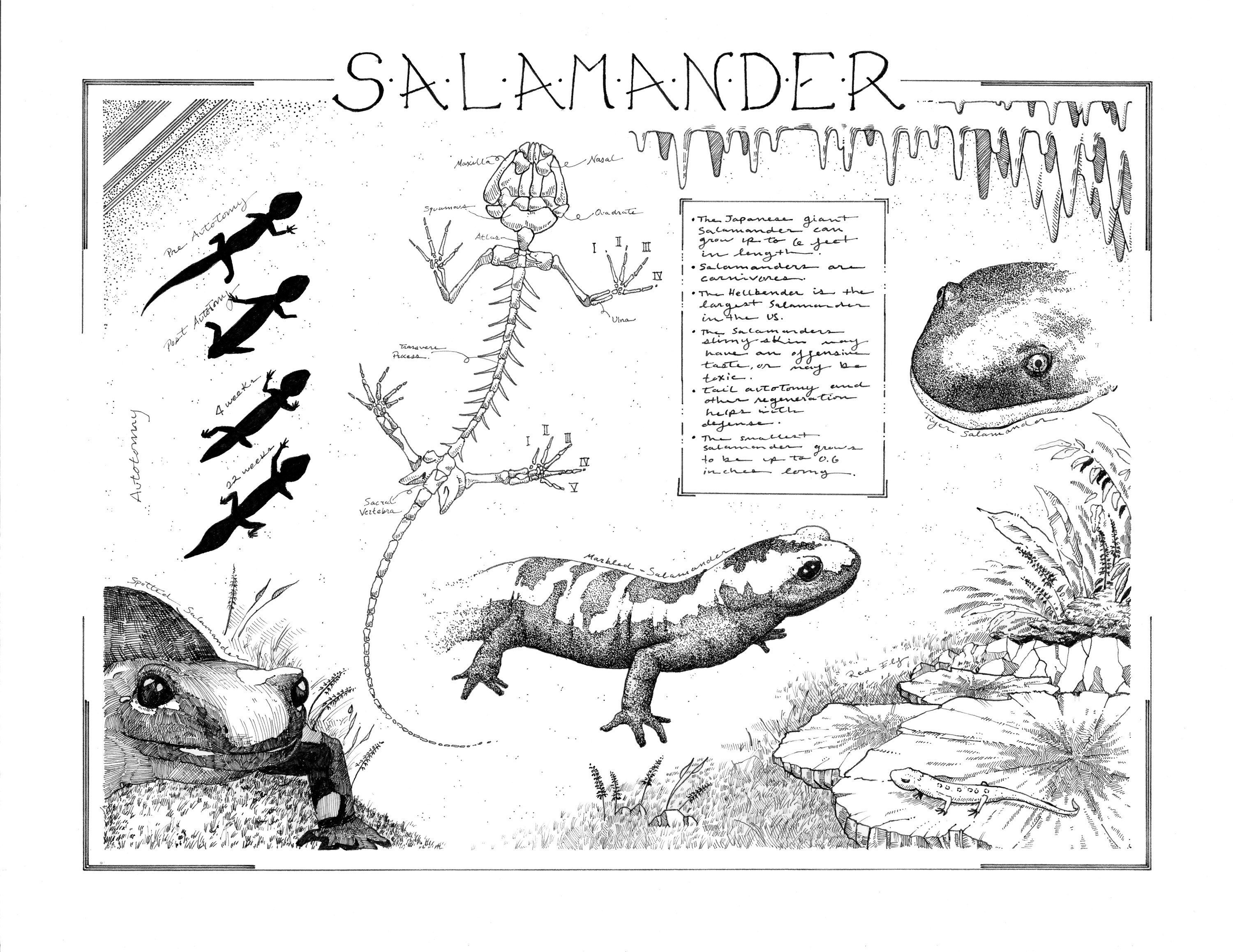 Salamander Print - Etsy