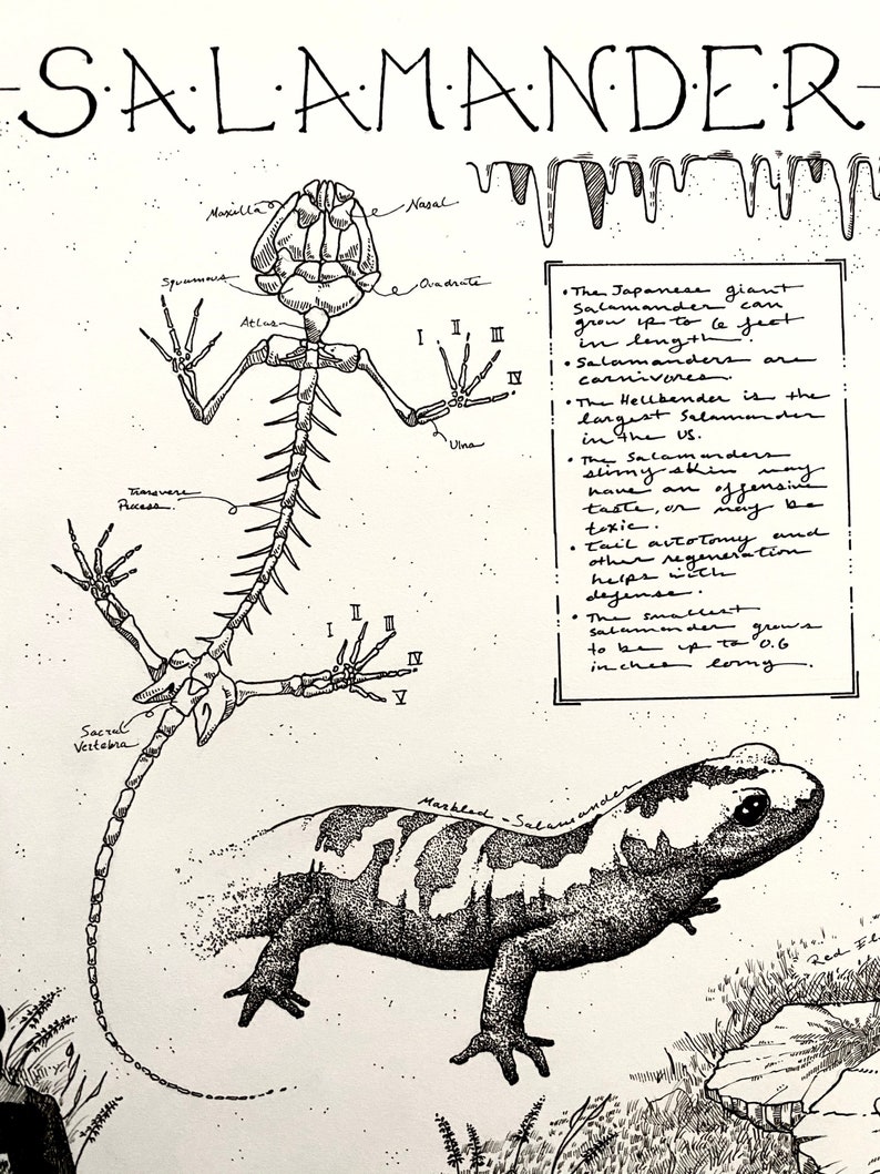 Salamander Print - Etsy