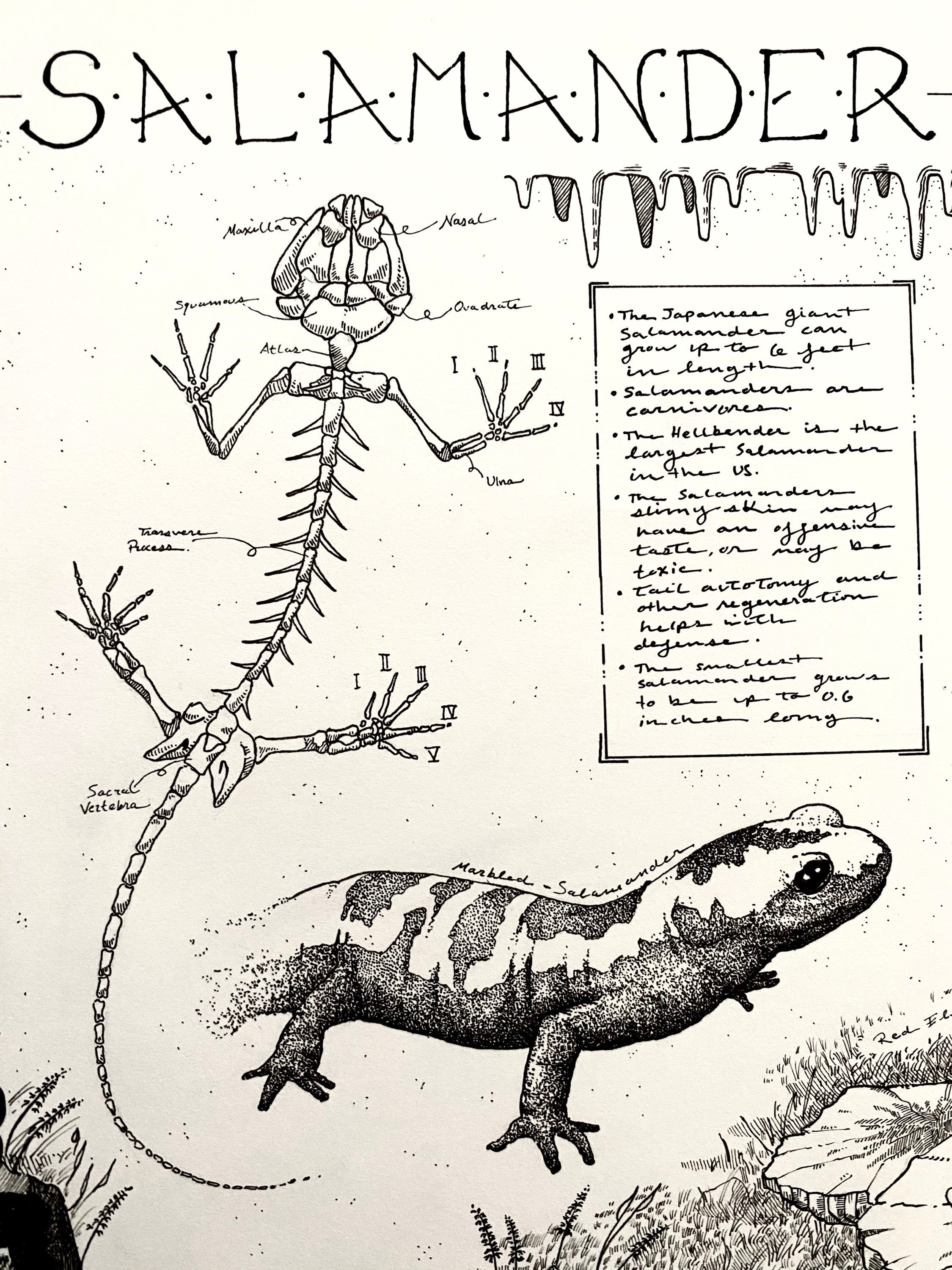 Salamander Print - Etsy