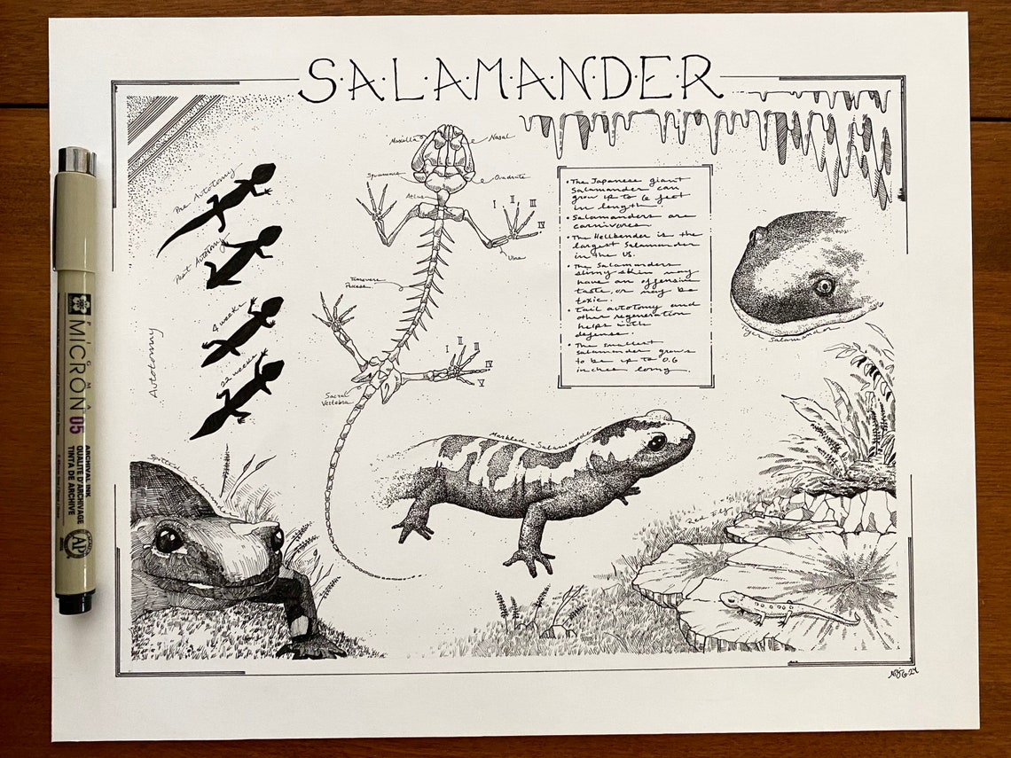 Salamander Print - Etsy
