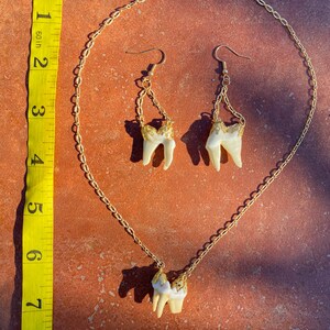Coyote Tooth Necklace, Animal Bone Jewelry, Taxidermy Necklace, Real ...