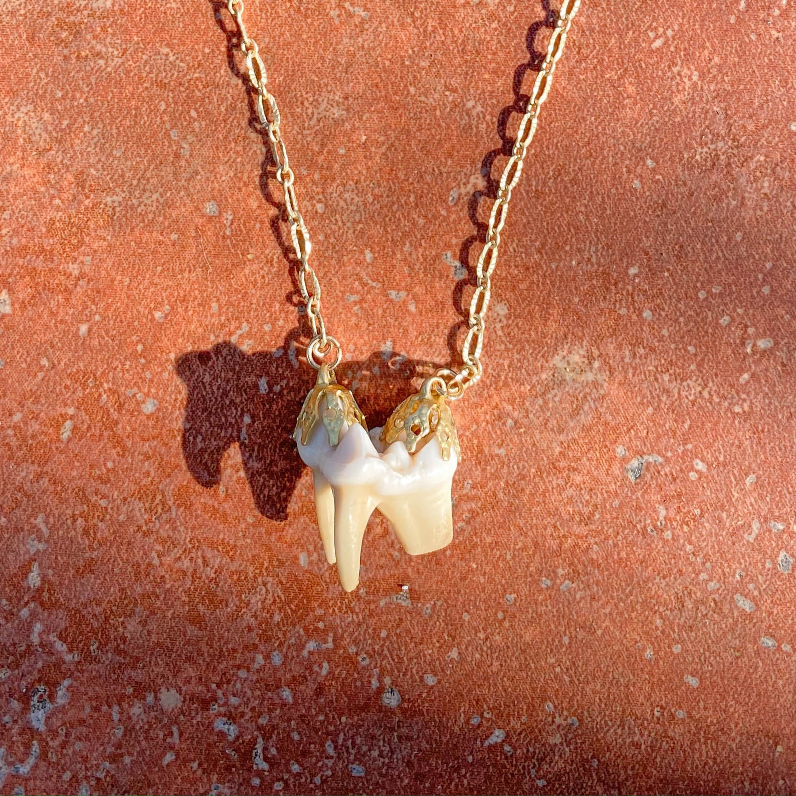 Coyote Tooth Necklace Animal Bone Jewelry Taxidermy - Etsy