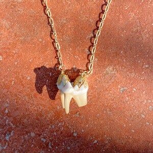 Coyote Tooth Necklace, Animal Bone Jewelry, Taxidermy Necklace, Real ...