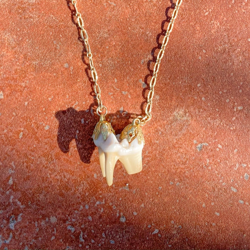 Coyote Tooth Necklace Animal Bone Jewelry Taxidermy - Etsy