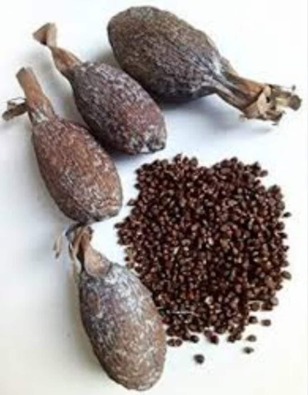 Alligator Pepper Seeds - Guinea-Pfeffer - Efom Wisa 50g - Etsy.de