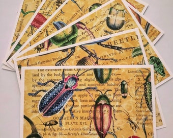 Fly Insect Bug Note Cards Stationery Set of 10 Cards in White - Etsy