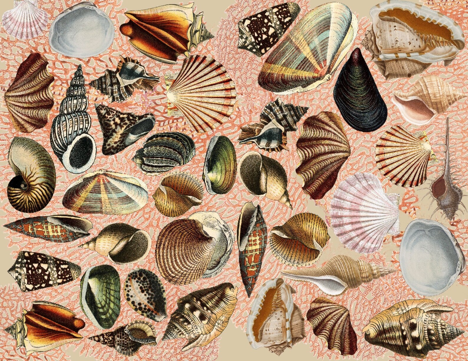 SEA SHELLS SEASHELL Ephemera Collage Sheets for Junk Journal ...