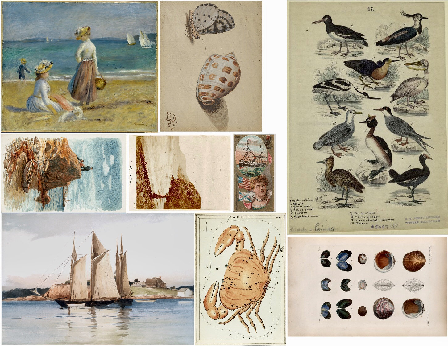 Ocean Ephemera Crabs Coral Blue Sea Sandy Beaches for Junk - Etsy