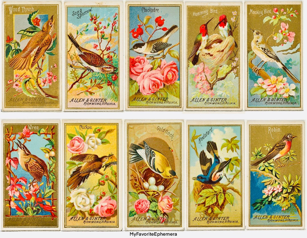 WILD BIRDS of AMERICA Trade Card Series Issued in 1800s to Promote ...