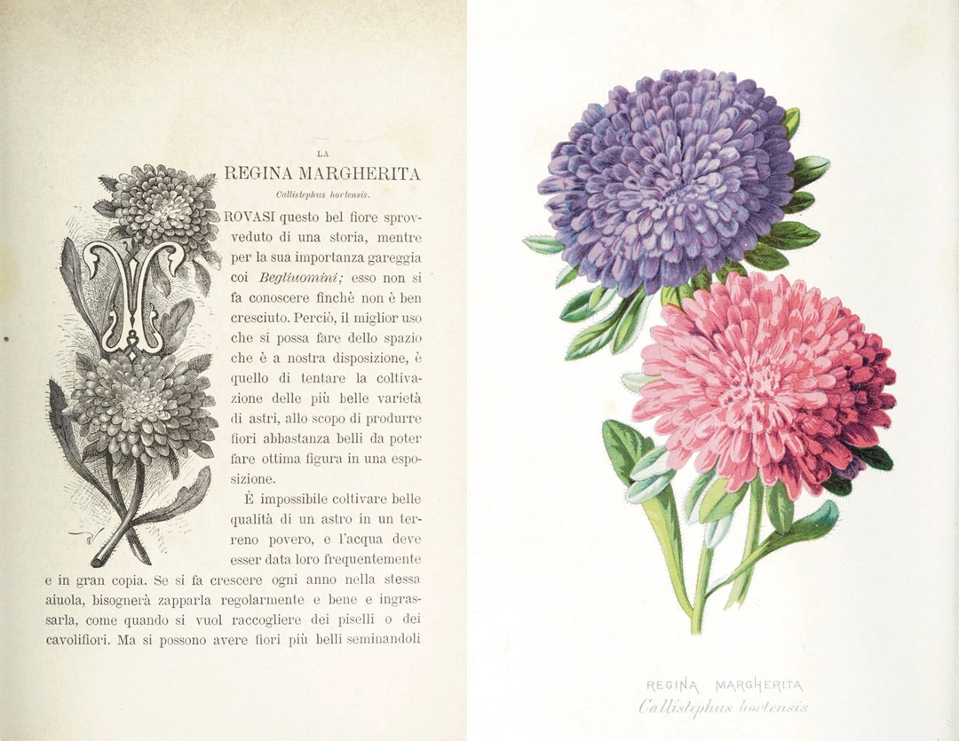 1884 Antique Italian Book Pages, Field and Flower Botanical Book - Etsy