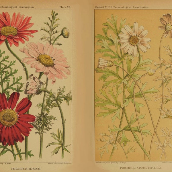 Vintage Book Flowers - Etsy